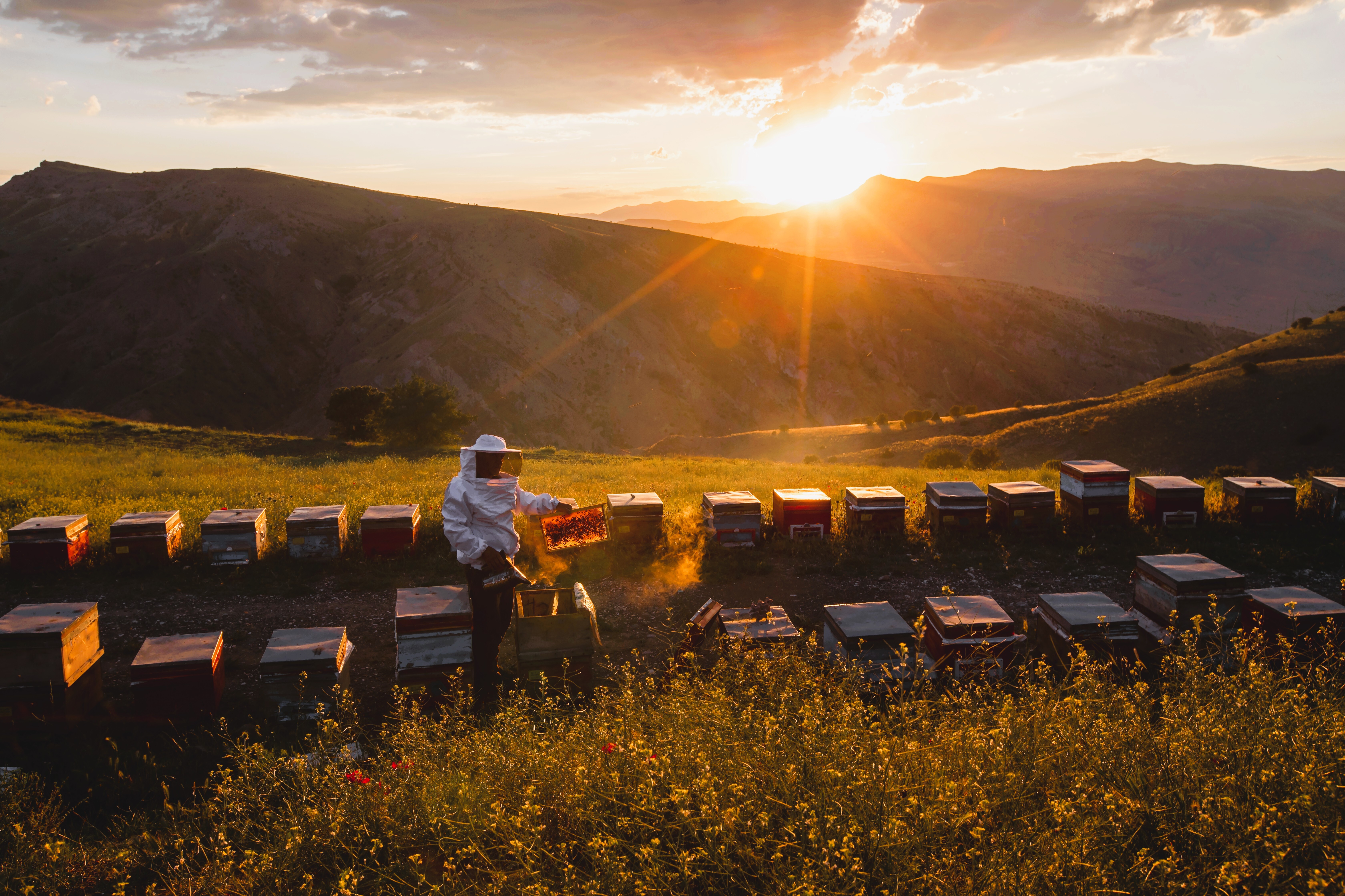 Home | National Honey Board